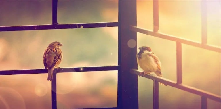 Our guide to silence and stillness – The Quiet Garden Movement